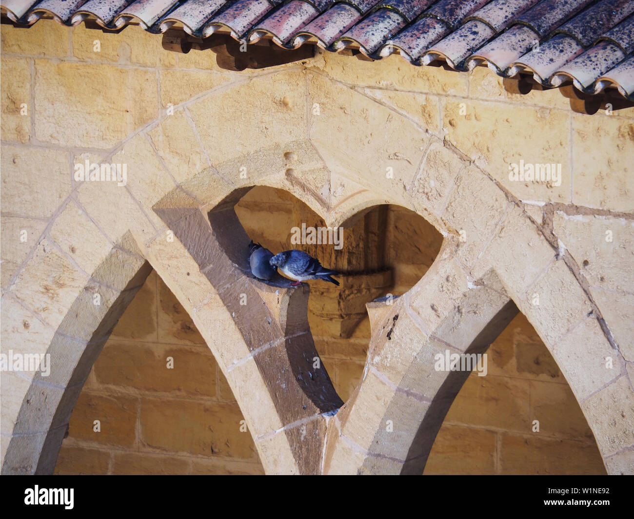 Roman pigeon hi-res stock photography and images - Alamy