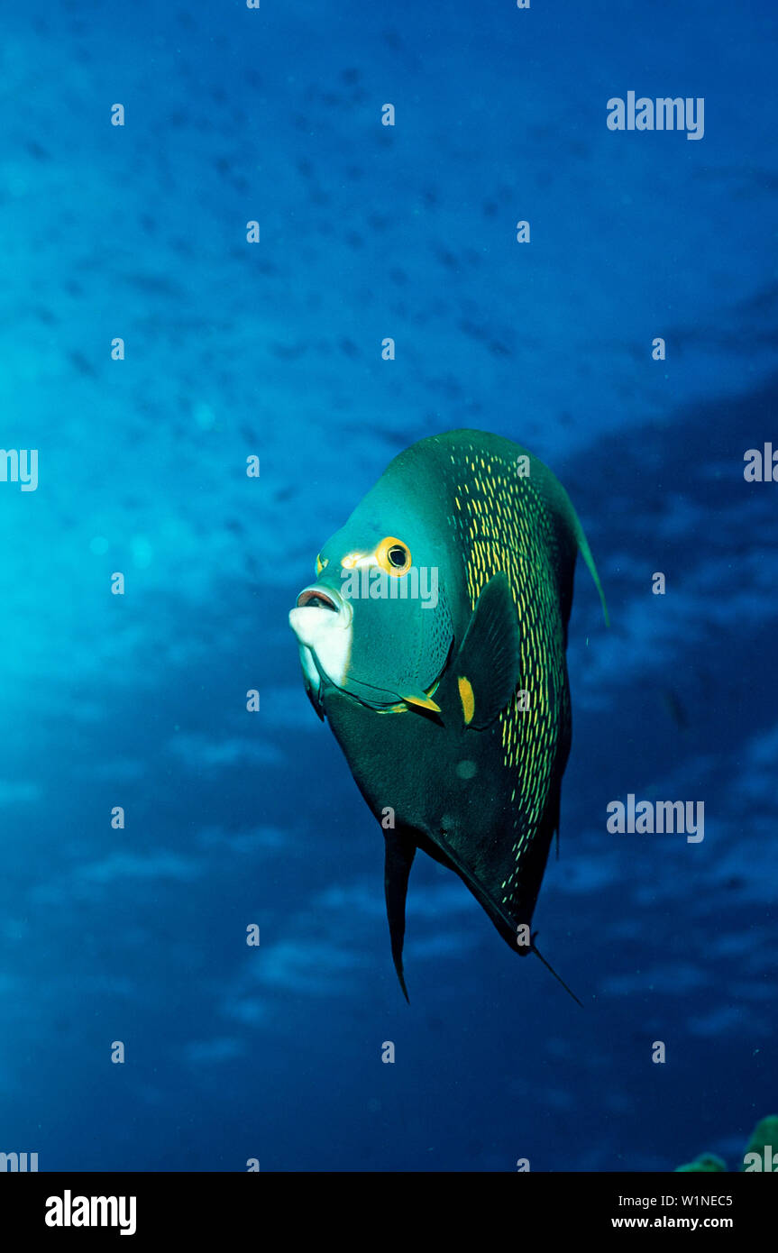 Bvi angelfish hi-res stock photography and images - Alamy