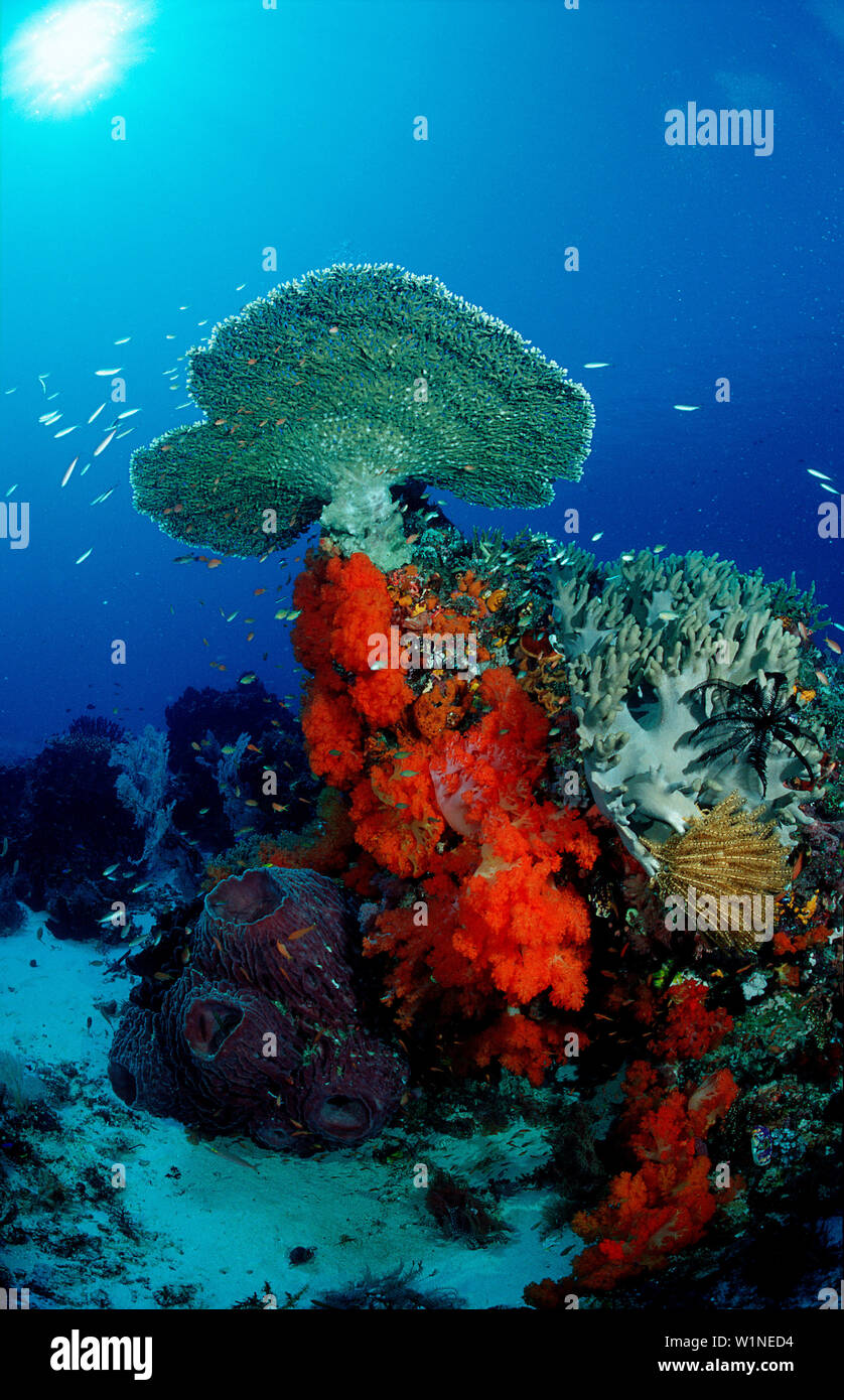 Korallenriff, Coral reef Stock Photo - Alamy