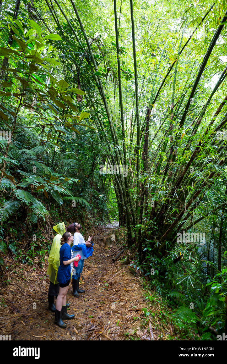 tourists with local guide in rainforest on Gilpin Trail, Main Ridge ...