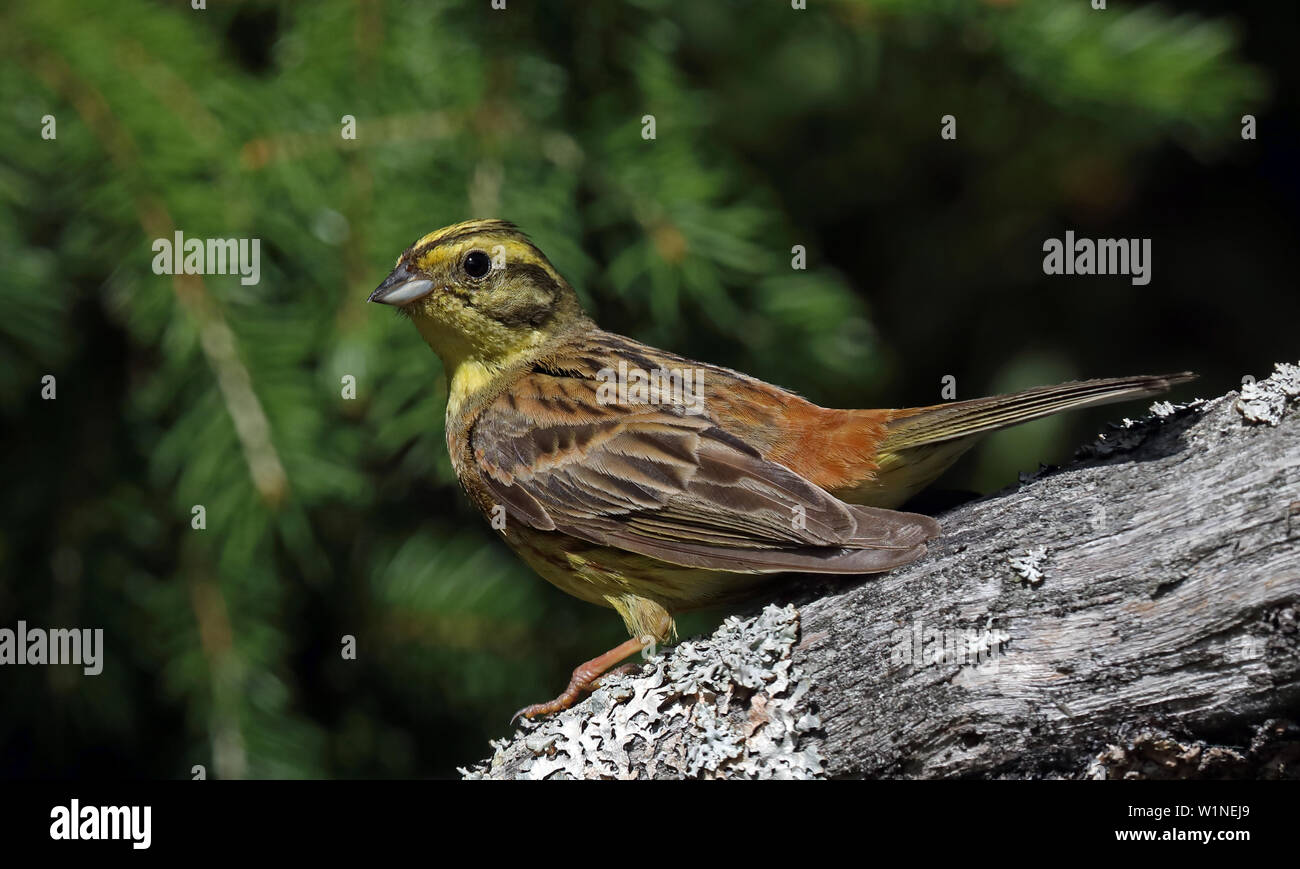 Yellowhammer Bird High Resolution Stock Photography and Images - Alamy