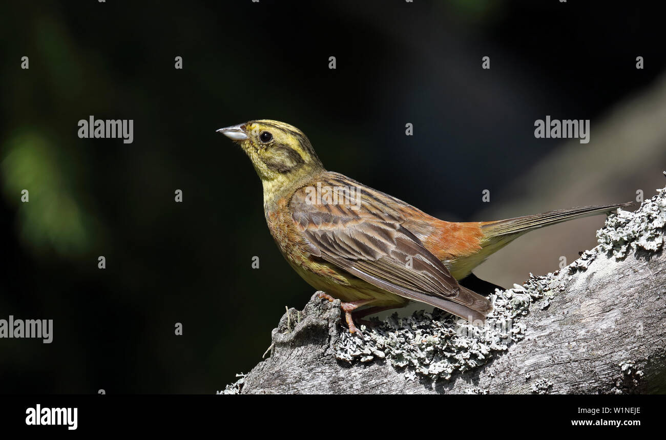 Yellowhammer male sitting on hi-res stock photography and images - Alamy