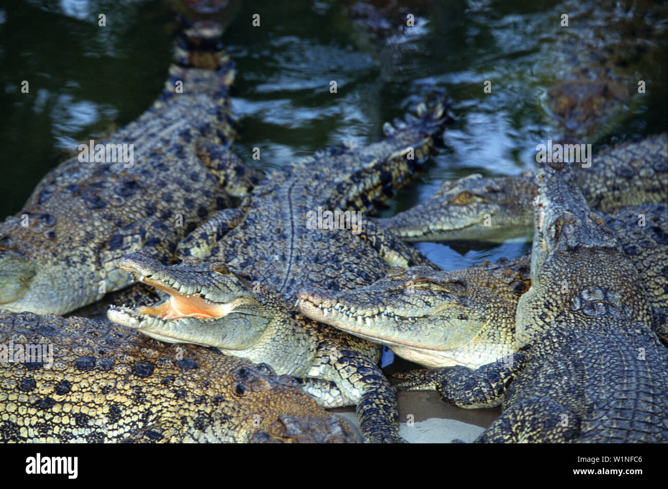 Saltwater crocodiles, Arnhem Land, Northern Territory Australia Stock Photo - Alamy