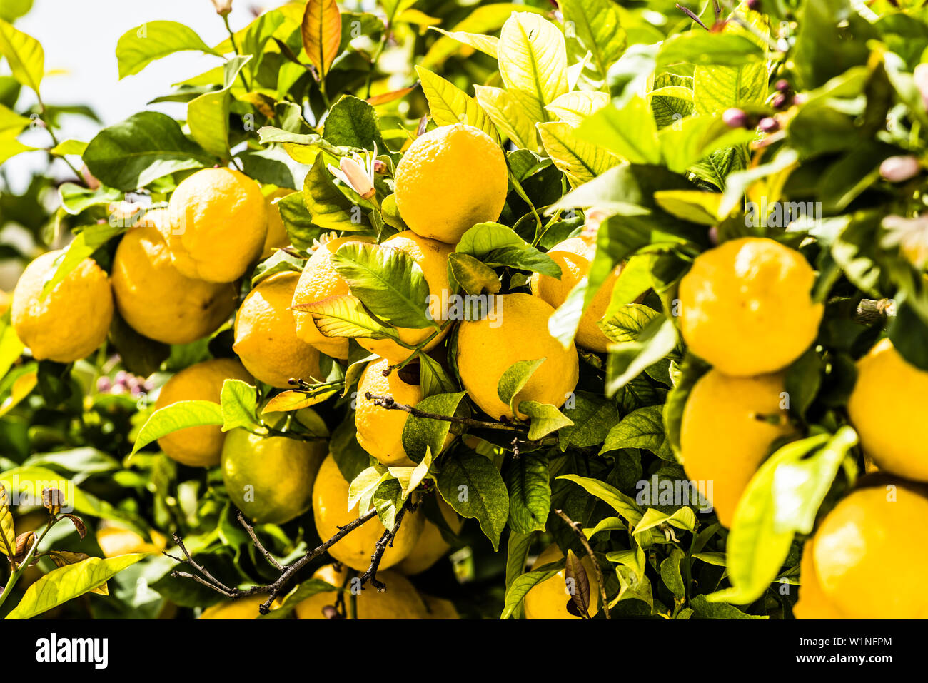 Ripe lemons hi-res stock photography and images - Alamy