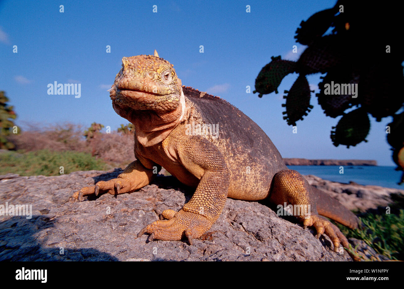 Conol hi-res stock photography and images - Alamy