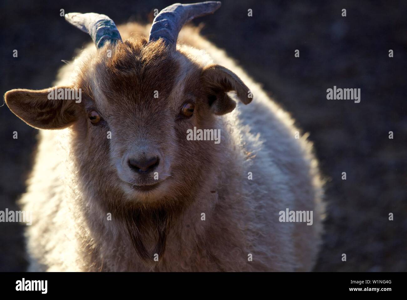 Mongolia goat hi-res stock photography and images - Alamy