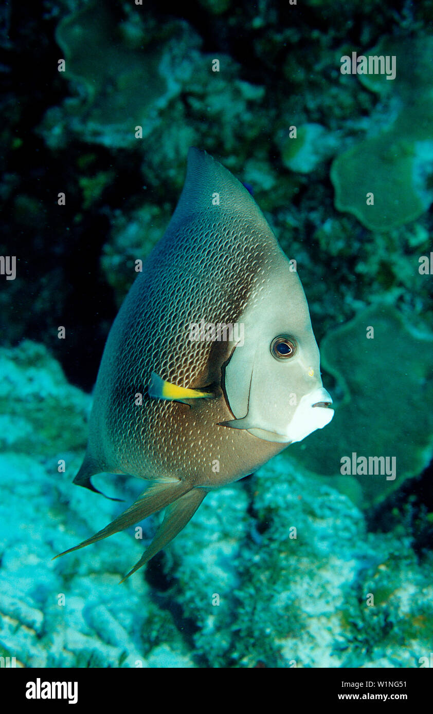 Gray Angelfish, Pomacanthus arcuatus, Mexico, Mexiko, Yucatan ...
