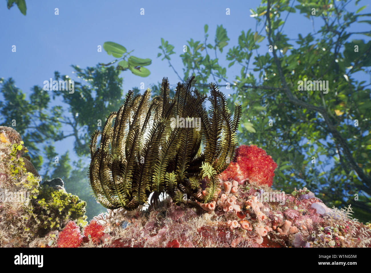 Crinoid on Reef Top, Comanthina schlegeli, Marovo Lagoon, Solomon ...