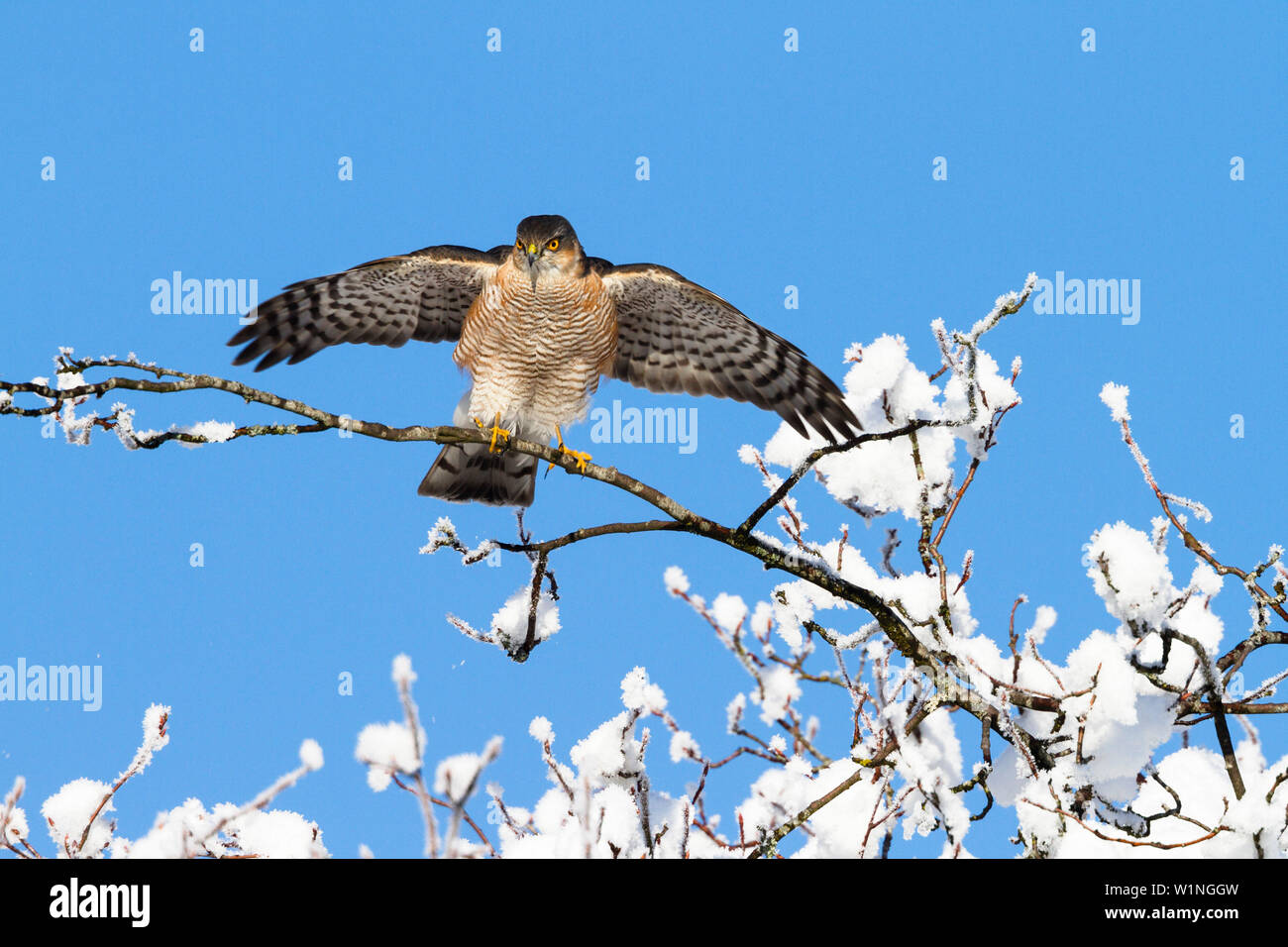 Sparrowhawk male in winter, Accipiter nisus, Upper Bavaria, Germany ...