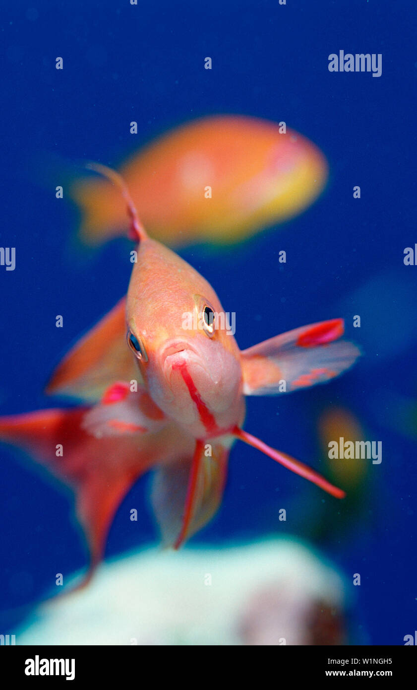 Harem Flag Basslet, Pseudanthias squamipinnis, Egypt, Red Sea, Sinai ...