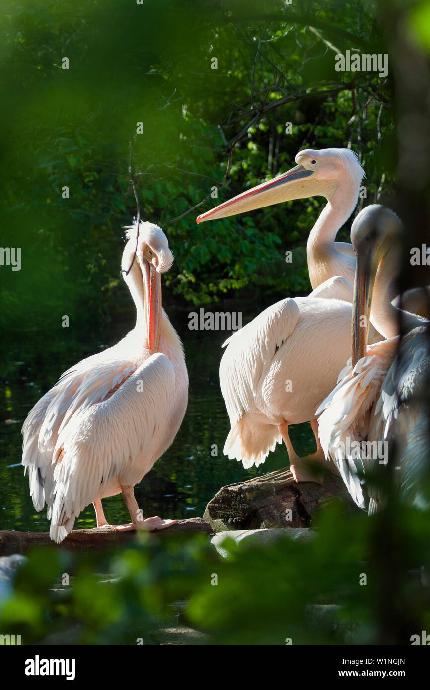 Back pelicans hi-res stock photography and images - Alamy
