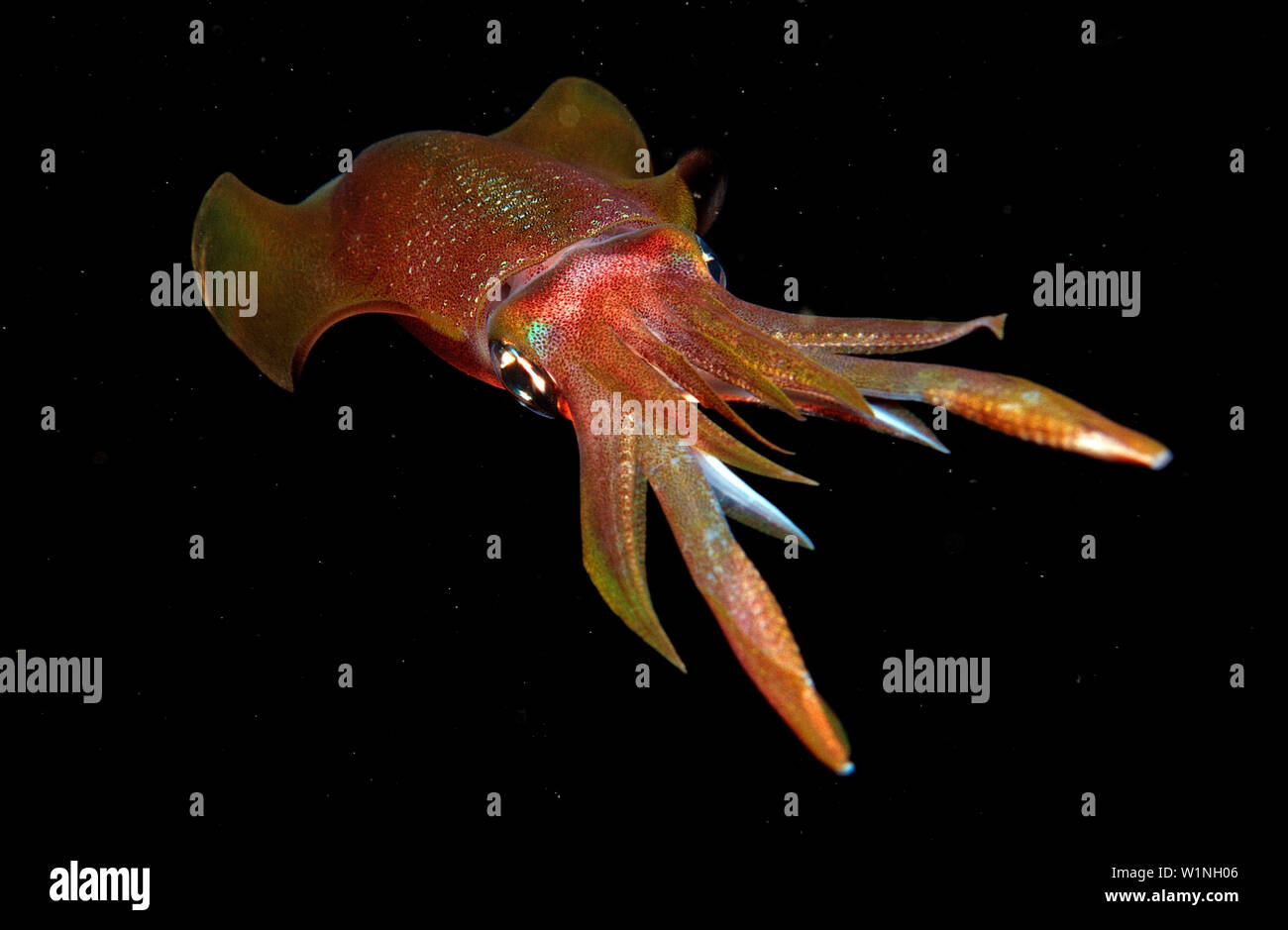 Reef squid at night, Sepioteuthis lessoniana, Bali, Indian Ocean ...