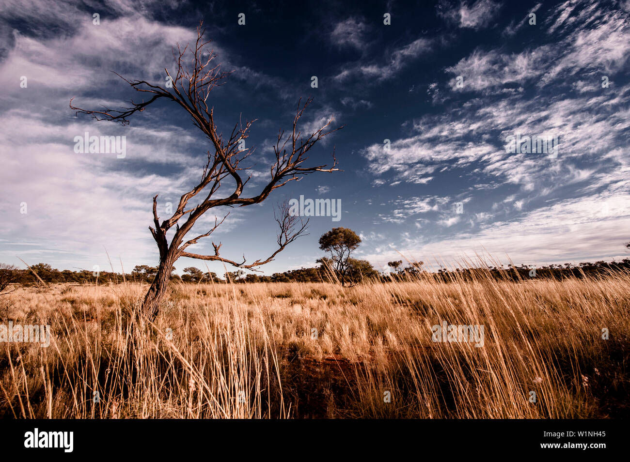 grassland in the outback at sunset, dead tree, great central road ...