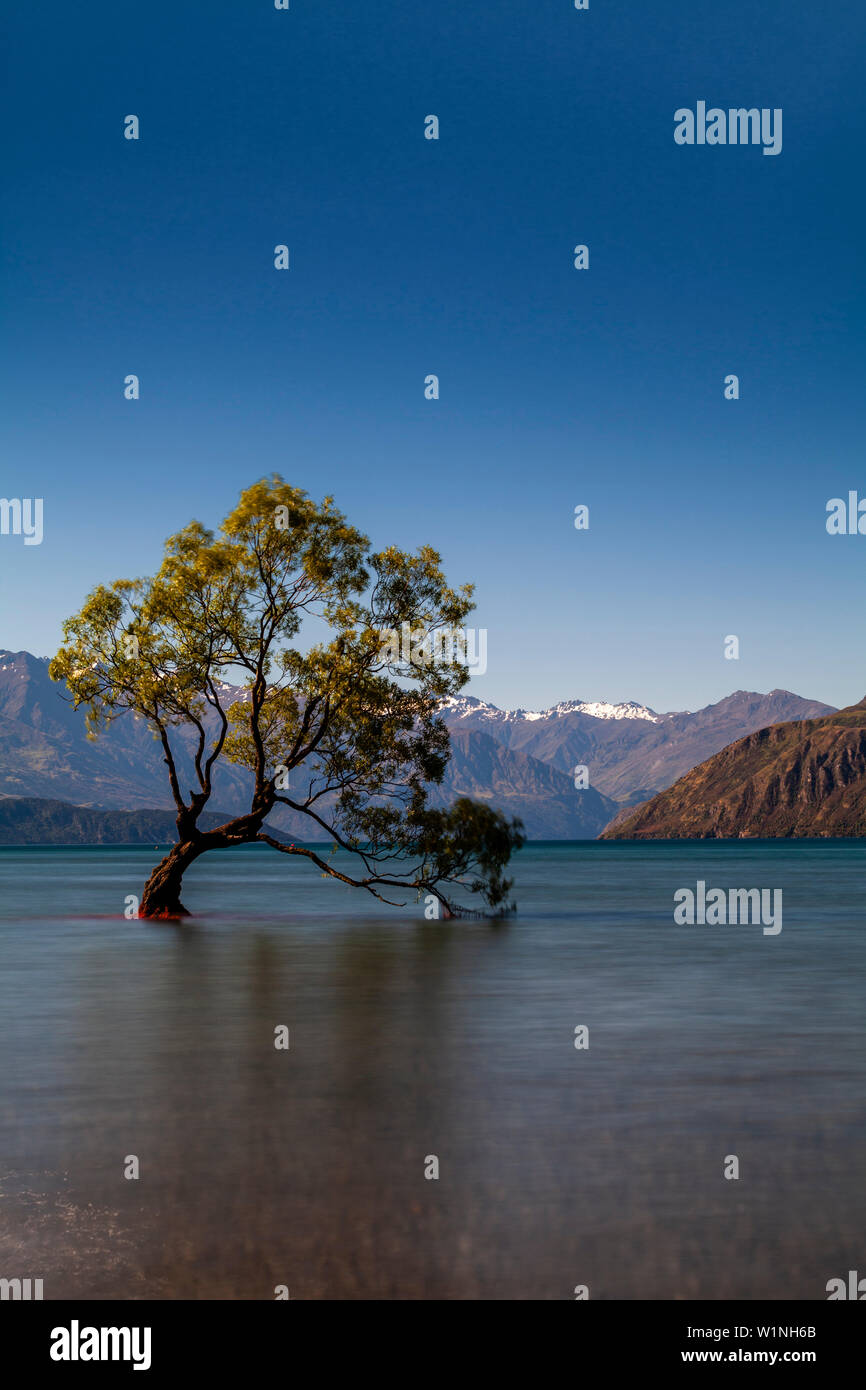 The Iconic ‘Lone Tree’ In The Lake, Lake Wanaka, Otago Region, South ...