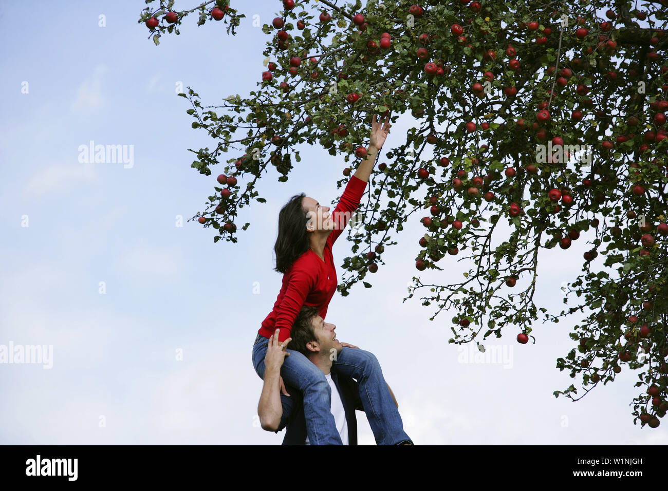 People reaching fruit on tree hi-res stock photography and images - Alamy