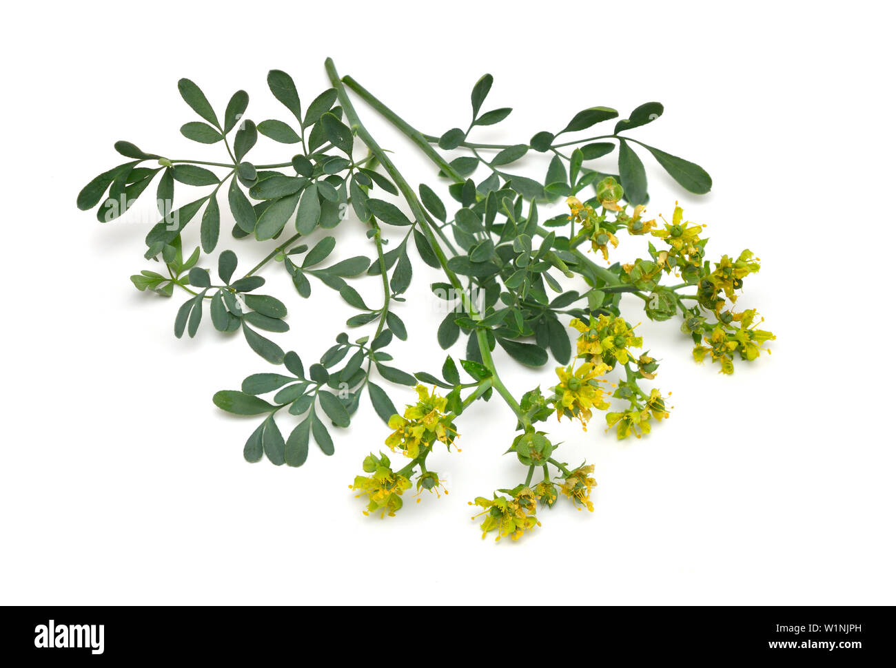 Ruta commonly known as rue Ruta graveolens rue or common rue. Isolated ...