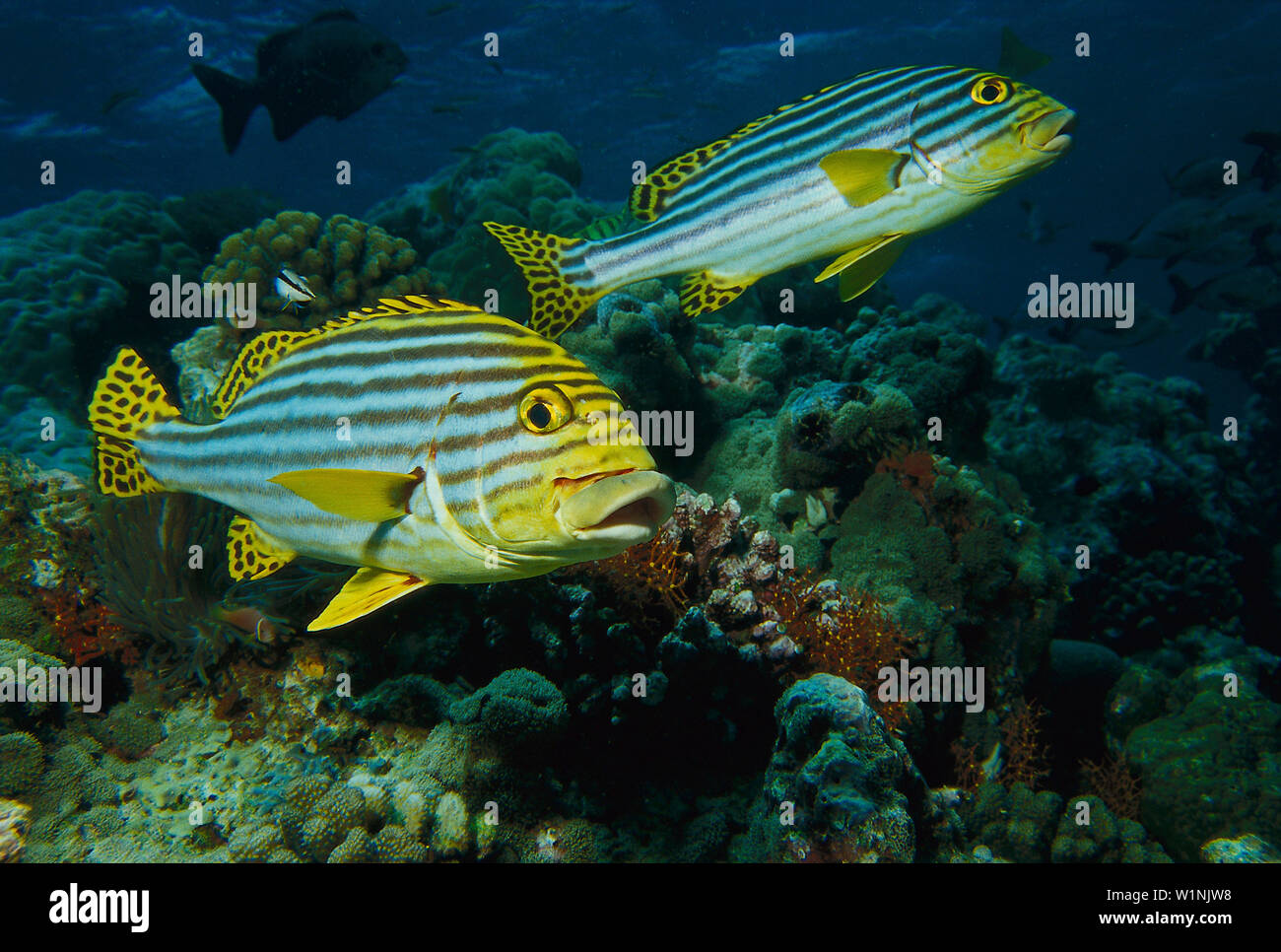 Sweet lips Fish, Maledives Underwater Stock Photo - Alamy