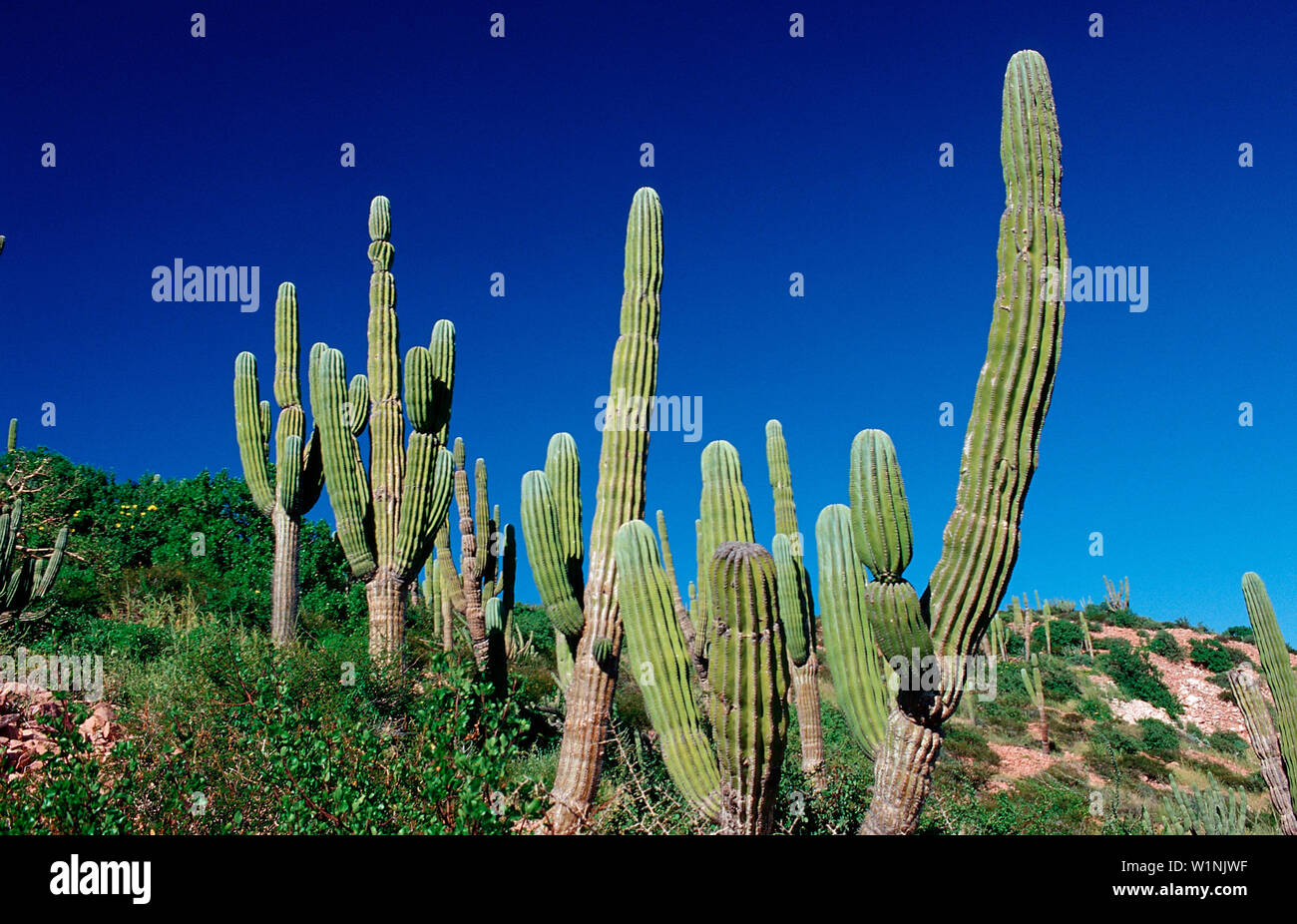 Cardon cactus in desert, Pachycereus pringlei, Mexico, Sea of Cortez ...