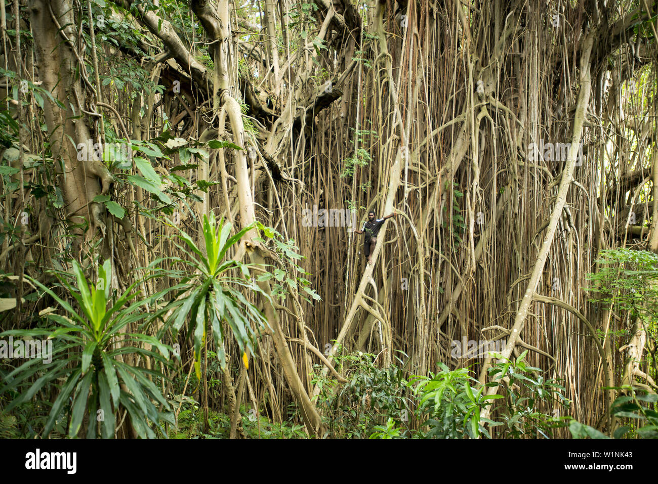 Giant Banyan tree on the island of Tanna Stock Photo - Alamy