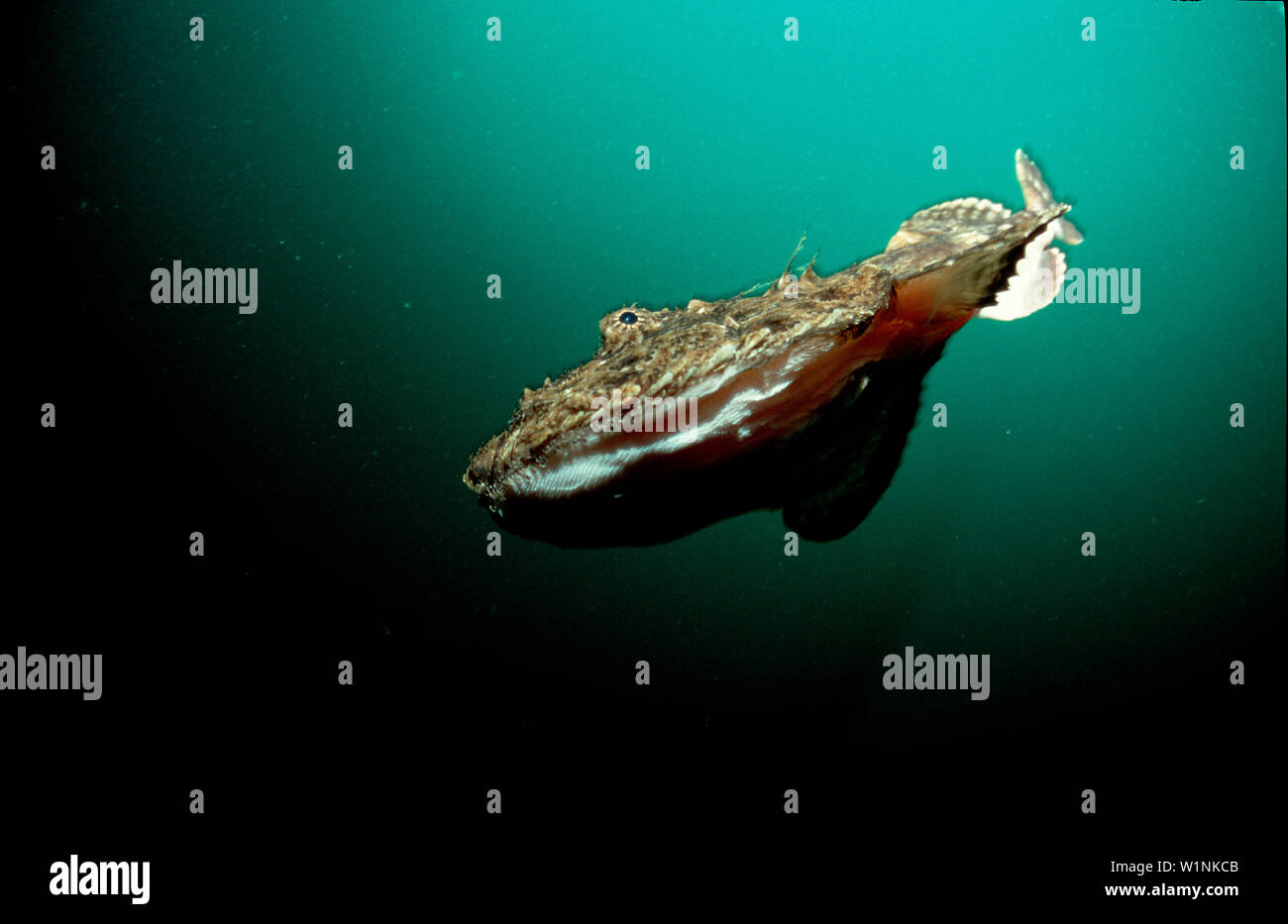 Long spined anglerfish hi-res stock photography and images - Alamy
