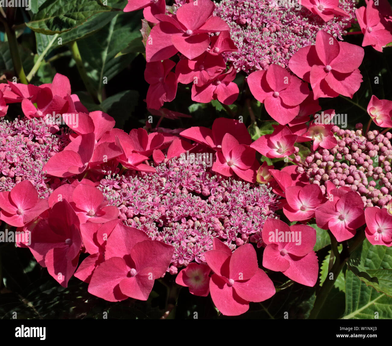 Pink Lacecap Hydrangea Stock Photo - Alamy