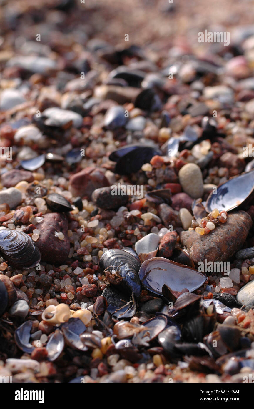 very small mussels on the beach, Kopu peninsula, Hiiumaa, Estonia Stock ...