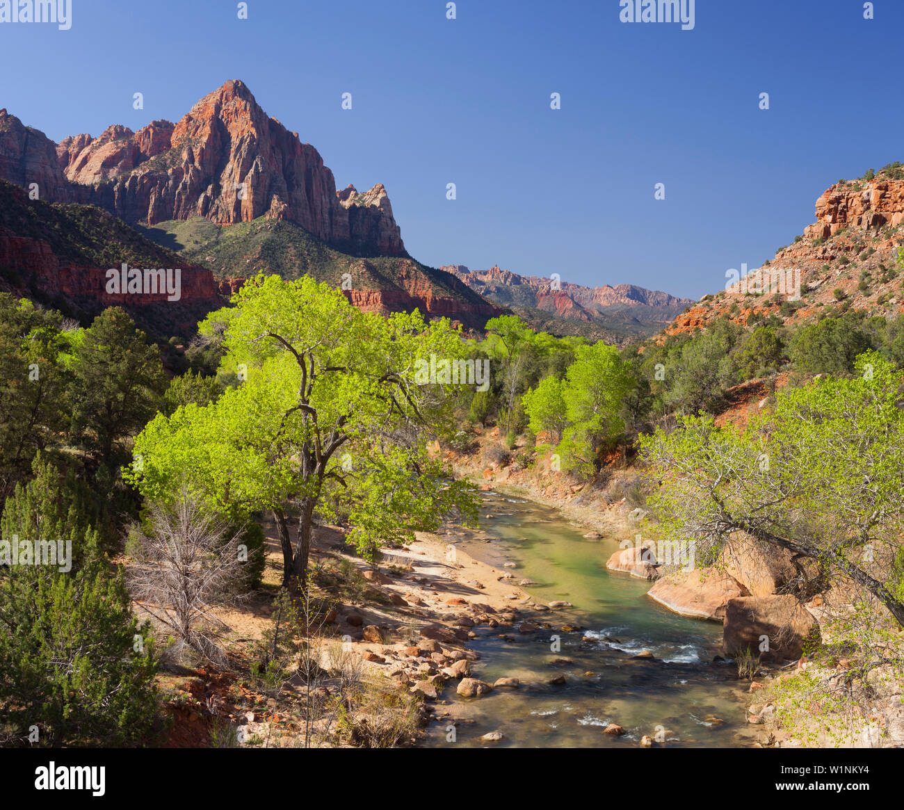 The Watchman, Cottonwood, Virgin River, Zion National Park, Utah, USA ...