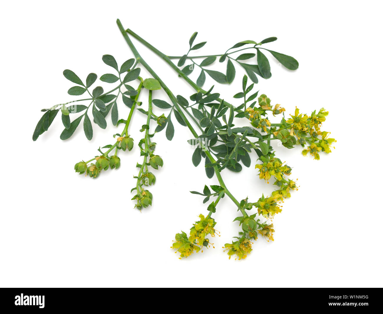 Ruta commonly known as rue Ruta graveolens rue or common rue. Isolated ...