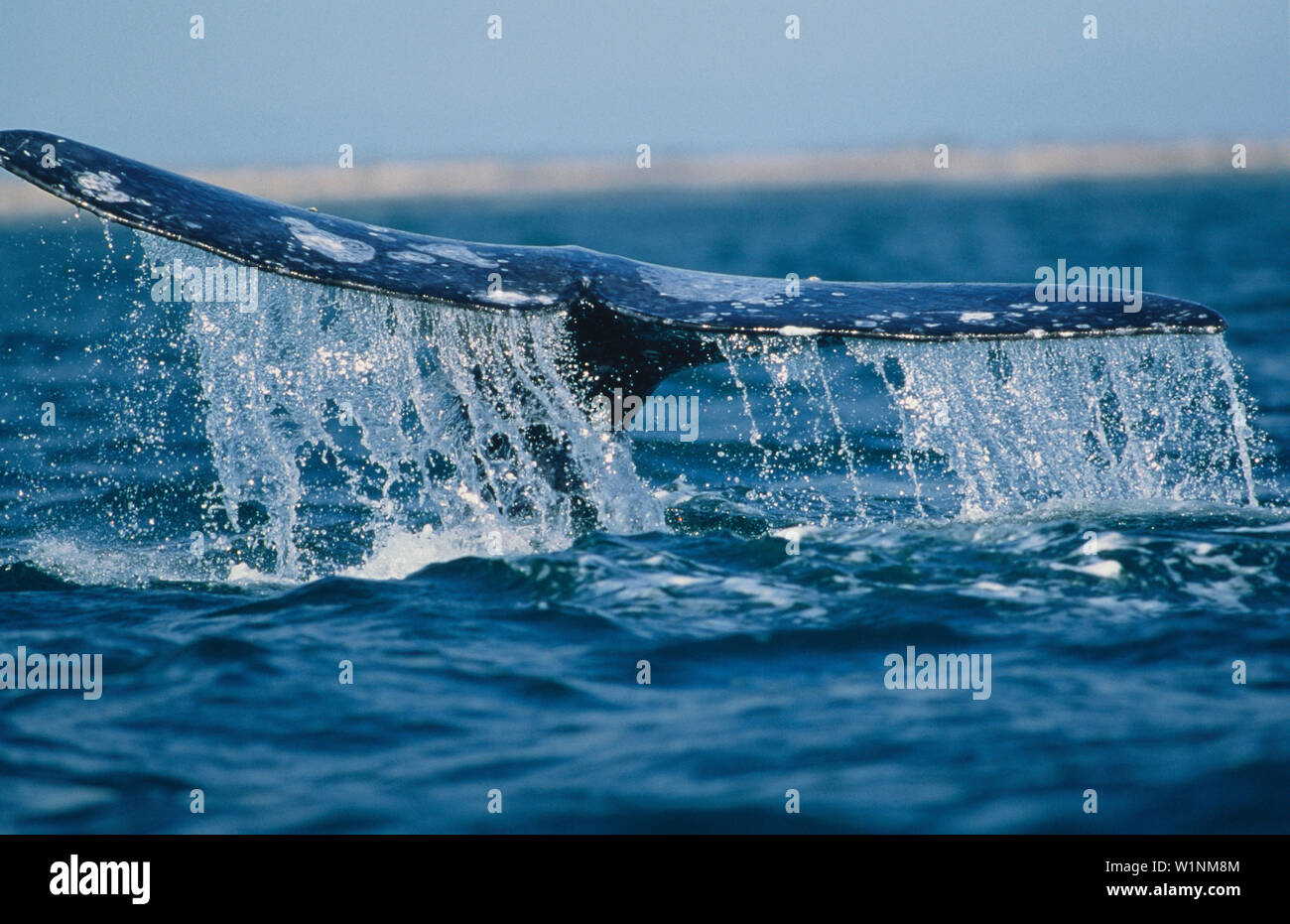 Schwanzflosse, Grauwal Eschrichtius gibbosus Stock Photo - Alamy