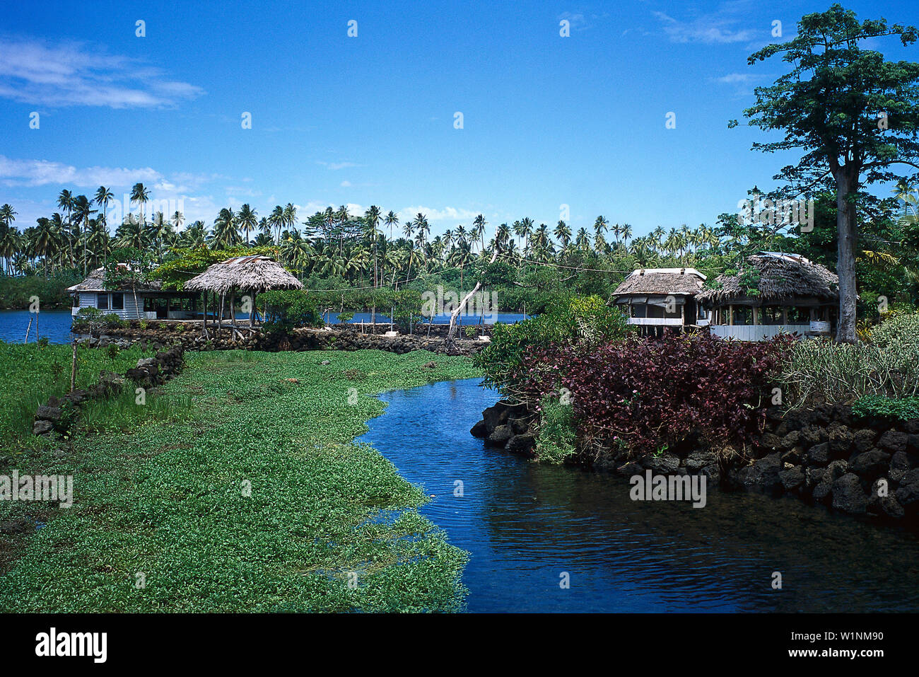 Samoa savaii turtle hi-res stock photography and images - Alamy