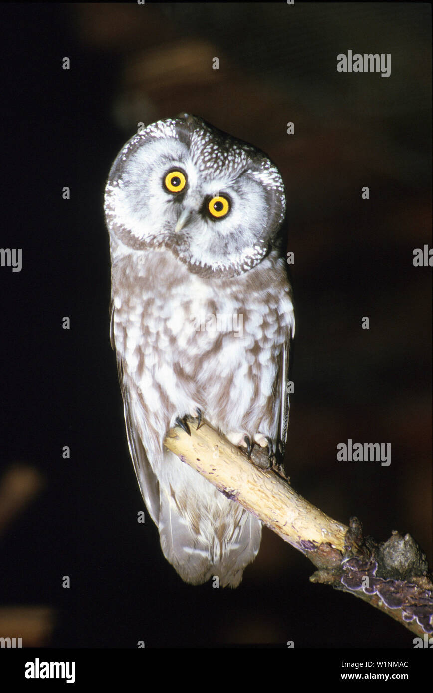 Rauhfusskauz, Aegolius Funereus Stock Photo - Alamy