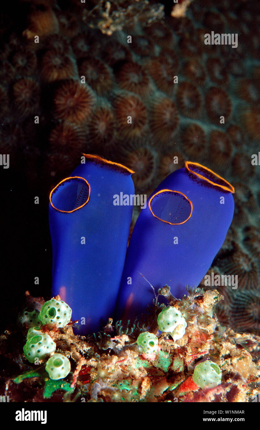 Blue ascidia hi-res stock photography and images - Alamy
