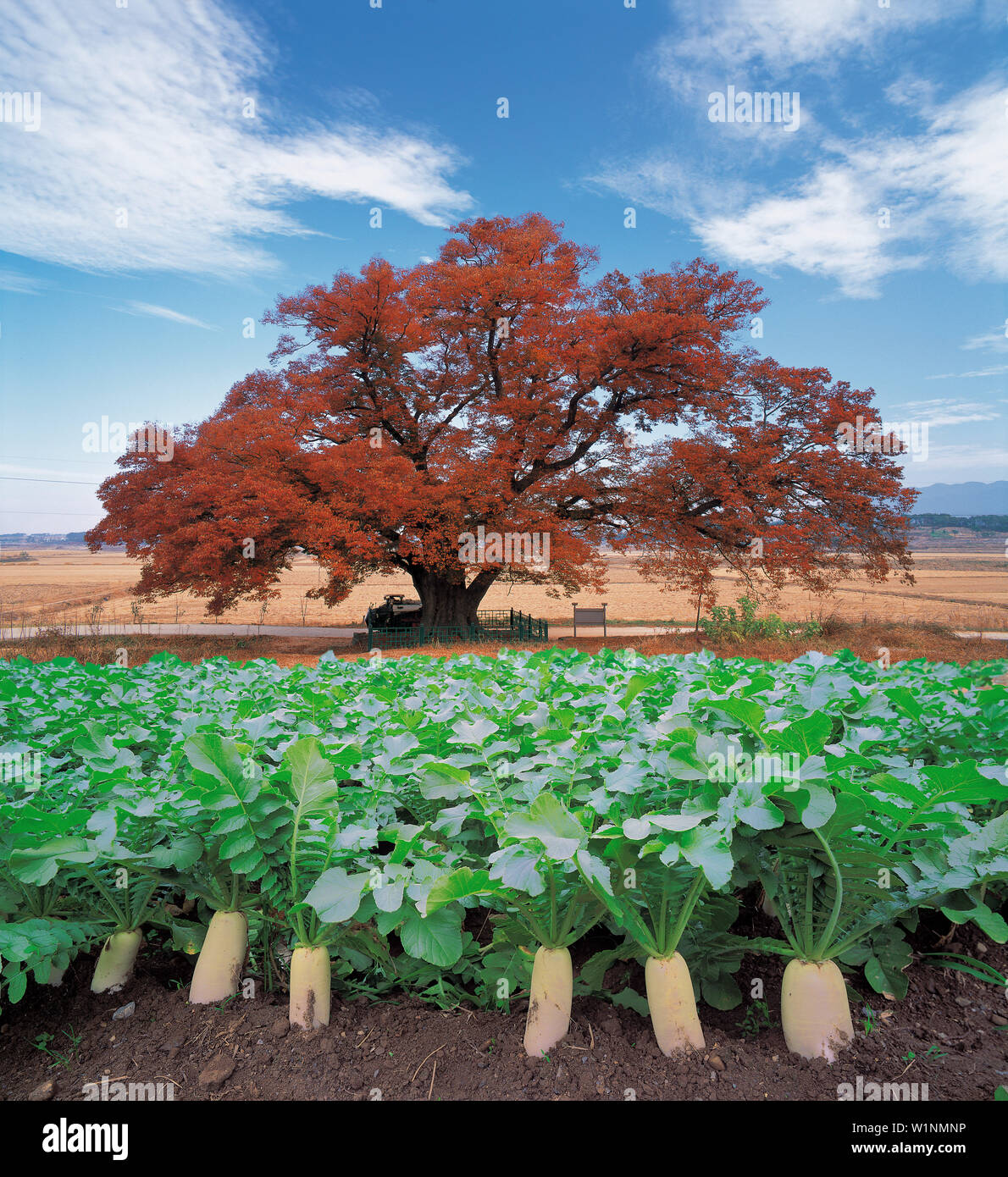 Shadetree hi-res stock photography and images - Alamy