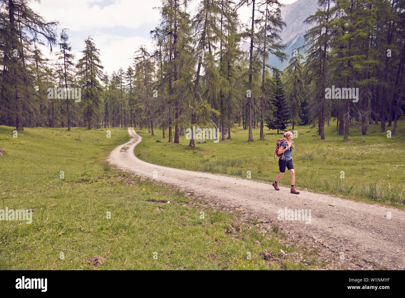 Woman hiking a track in the forest Stock Photo - Alamy
