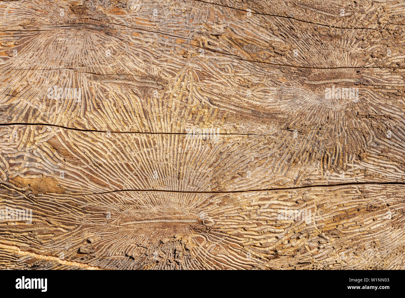 Pattern on tree trunk log after damage caused by bark beetle. Natural ...