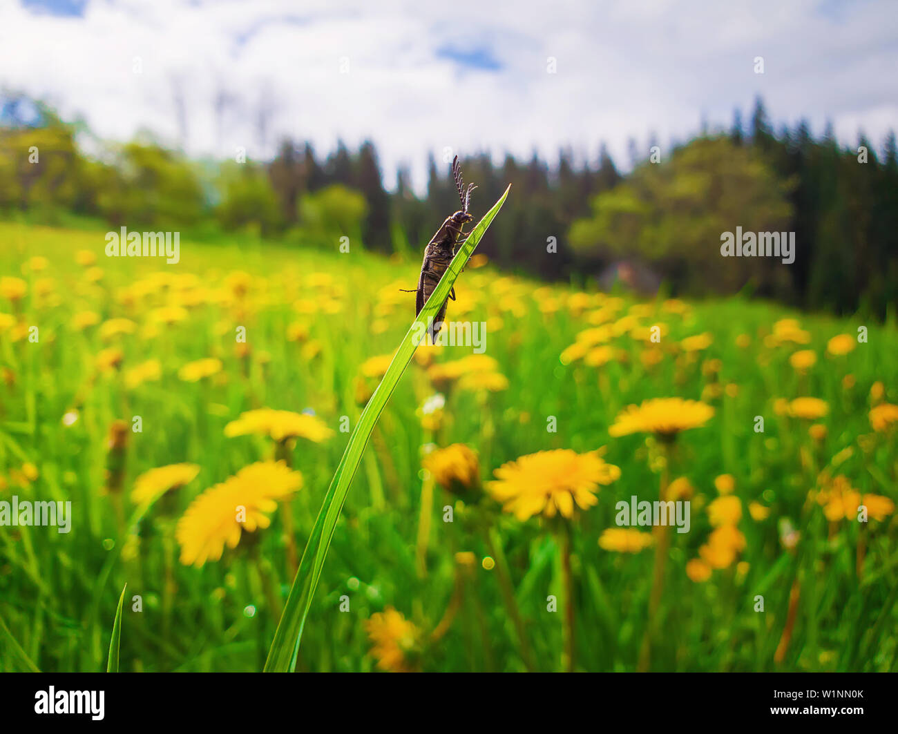 Climbing on a blade of grass hi-res stock photography and images - Alamy