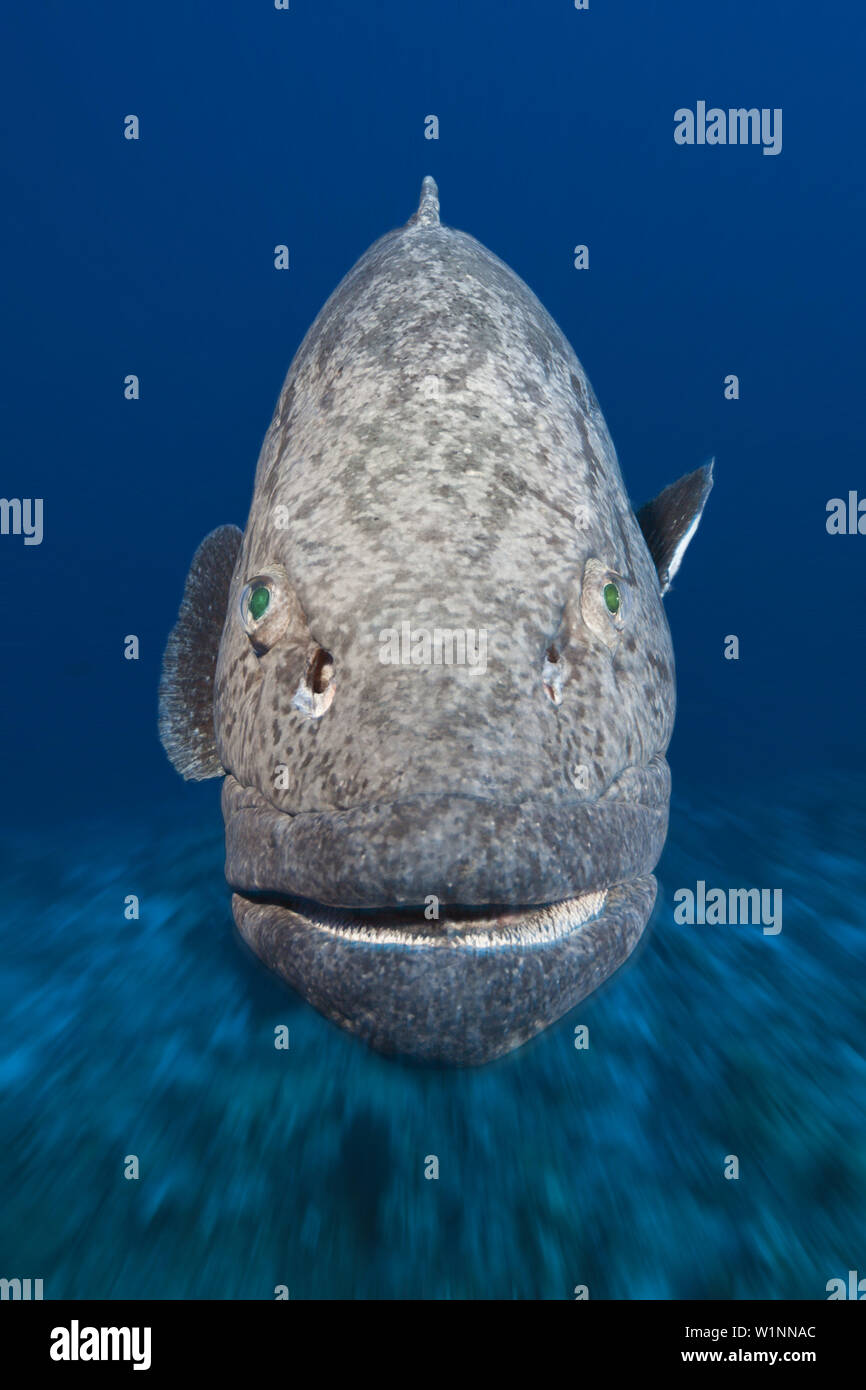 Potato Cod, Epinephelus tukula, Osprey Reef, Coral Sea, Australia Stock ...