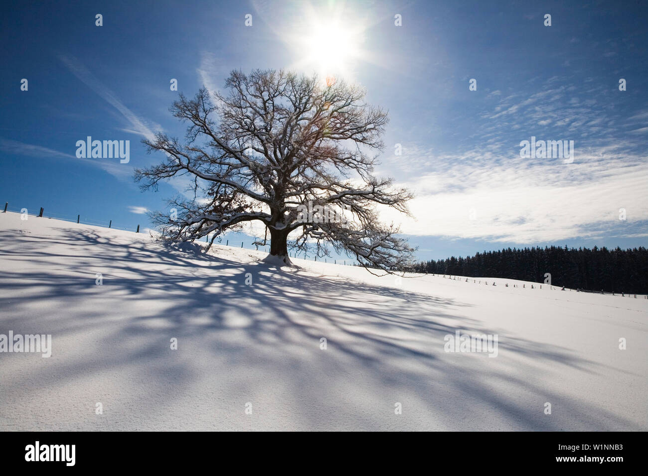 Oak tree symbolism hi-res stock photography and images - Alamy