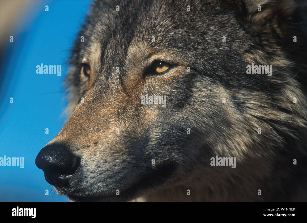 Wolf mosel hi-res stock photography and images - Alamy
