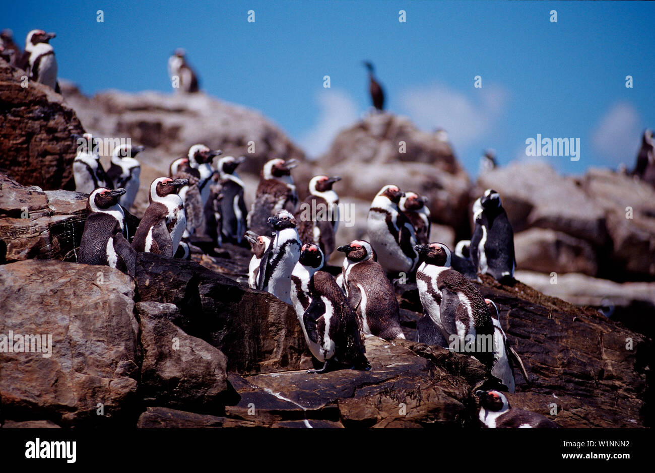Bird island, port elizabeth hi-res stock photography and images - Alamy
