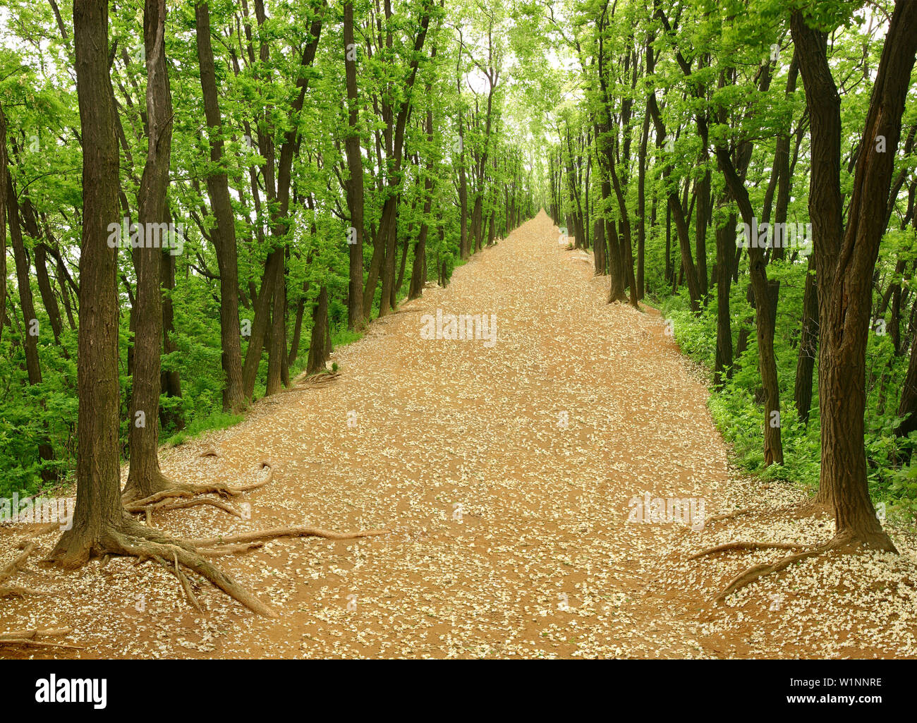 Brigalow hi-res stock photography and images - Alamy