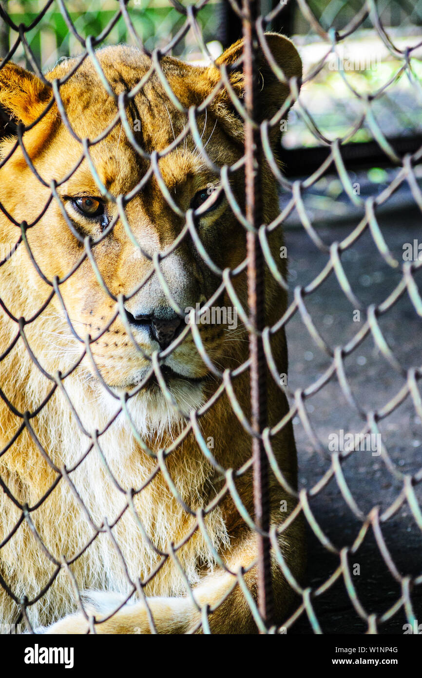 A Sad Lioness in the Cage of the Zoo. Leisure and Weekend Day at the ...