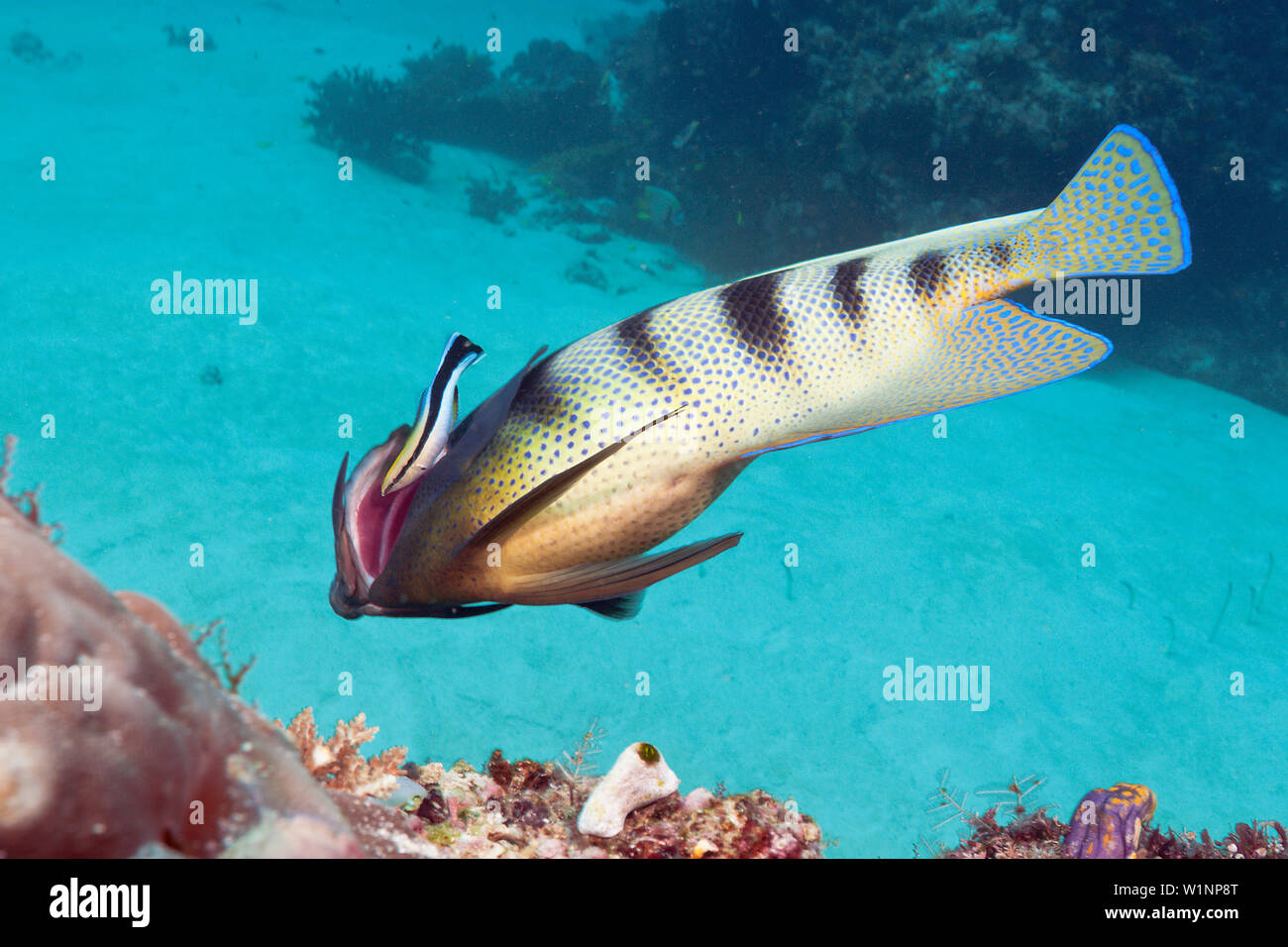 Six-banded Angelfish cleaned by Cleaner Wrasse, Pomacanthus sexstriatus ...