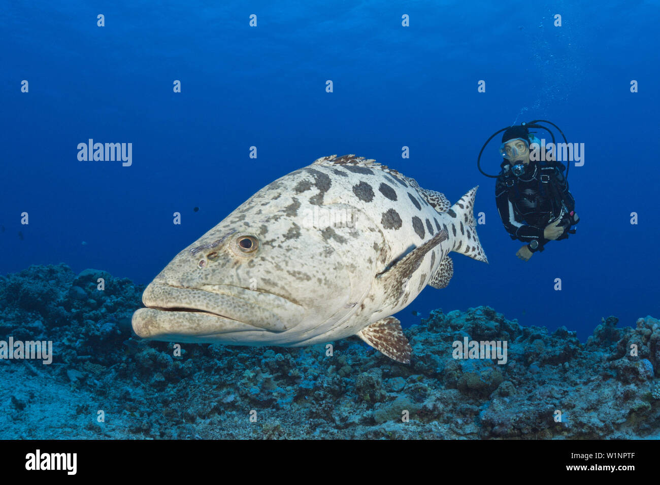 Scuba Diver and Potato Cod, Epinephelus tukula, Cod Hole, Great Barrier ...