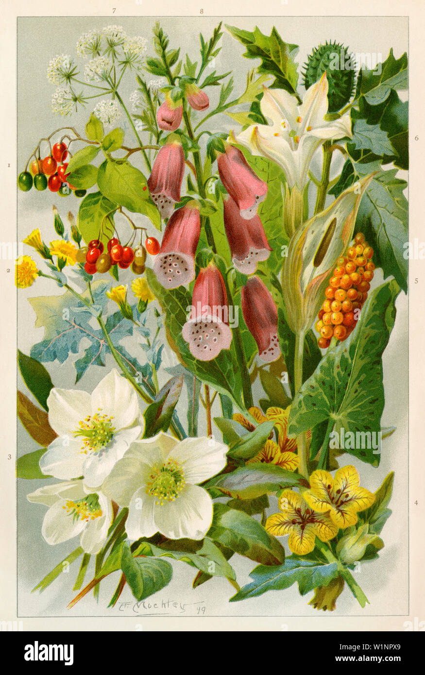 Common poisonous plants. Color lithograph Stock Photo - Alamy
