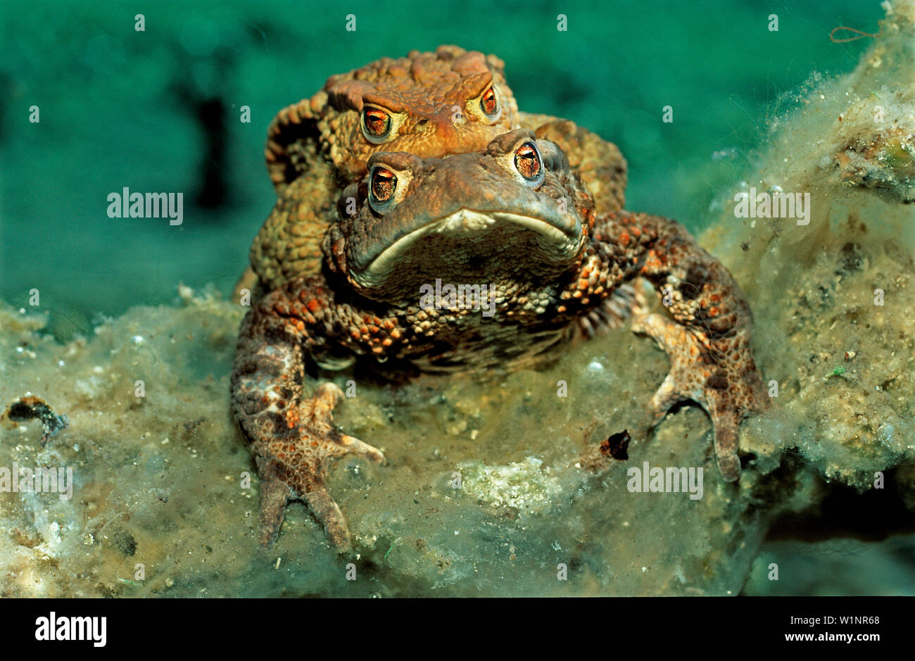 Mating toads, Bufo bufo, Germany, Bavaria Stock Photo - Alamy