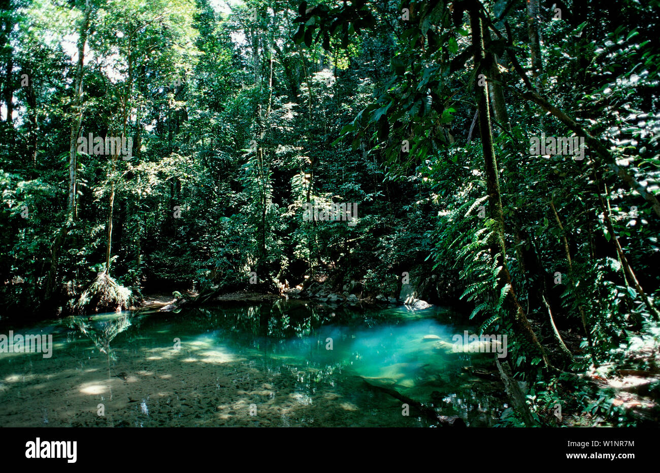 Freshwater spring in rainforest, Borneo, Sarawak, Gunung Mulu NP ...
