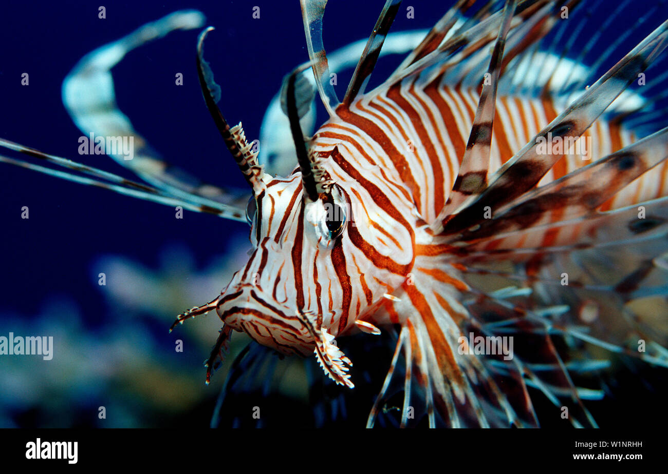 Rotfeuerfisch, lionfish, turkeyfish, Pterois volit, Pterois volitans ...