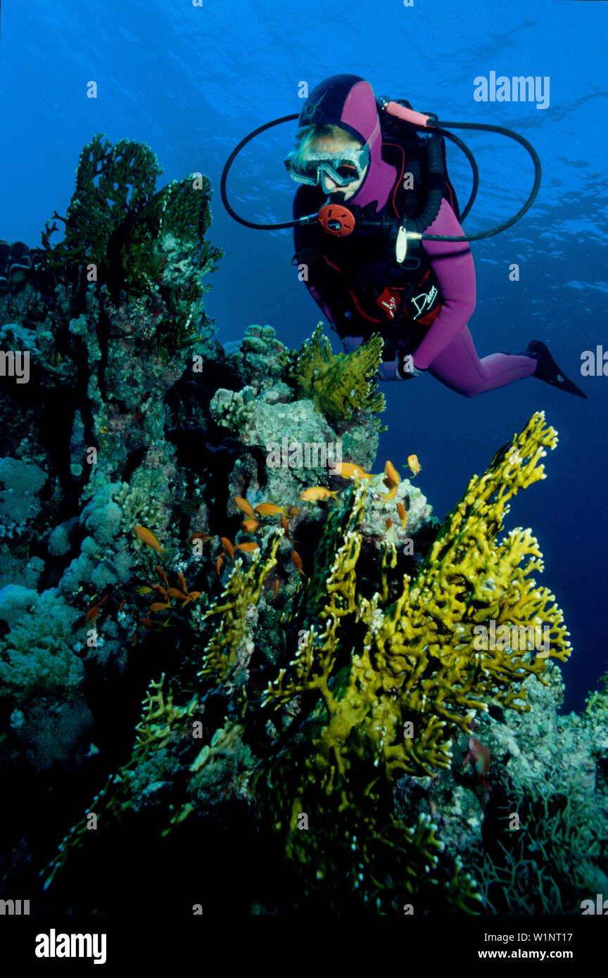 Rotes meer riff hi-res stock photography and images - Alamy