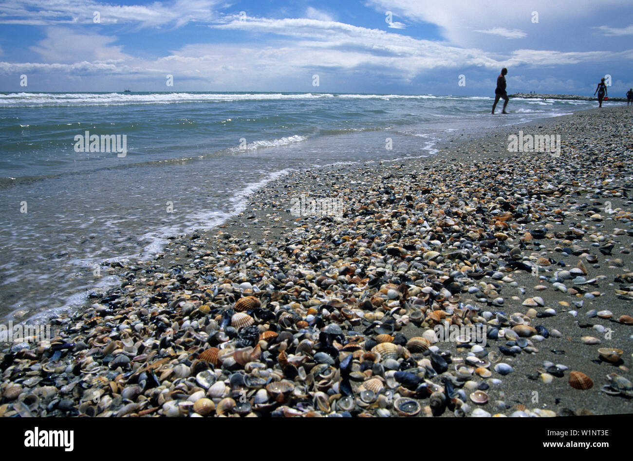 shells at sea shore of Jesolo and bathers in background, Venezia, Italy ...